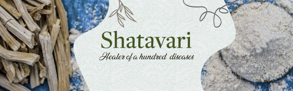Shatavari- The Queen of Herbs - Sarveda